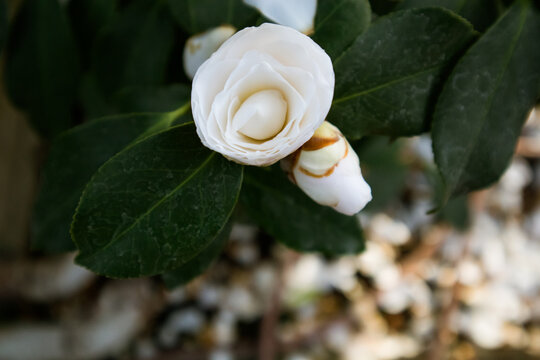 Common Camellia Images – Browse 1,030 Stock Photos, Vectors, and Video ...
