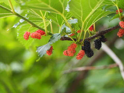 桑 Images – Browse 948 Stock Photos, Vectors, and Video | Adobe Stock