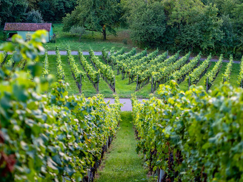 รูปภาพ"Winzer – เลือกดูภาพถ่ายสต็อก เวกเตอร์ และวิดีโอ18,808 | Adobe Stock