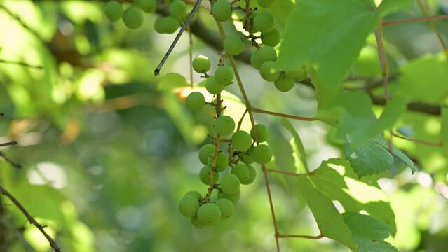 "Fox Grapes" Images – Browse 206 Stock Photos, Vectors, and Video ...