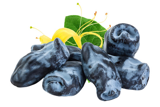 Kinnip Bilder – Durchsuchen 3,651 Archivfotos, Vektorgrafiken und ...