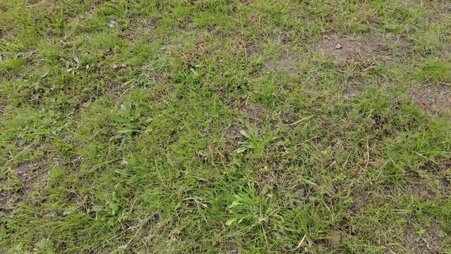 Bad Lawn Images – Browse 3,780 Stock Photos, Vectors, and Video | Adobe ...