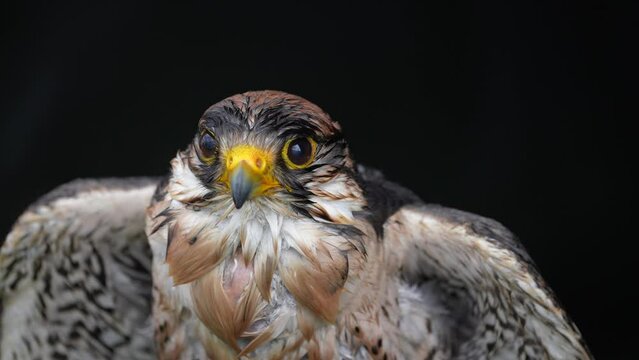 "Lanner Falcon" Images – Browse 781 Stock Photos, Vectors, and Video ...
