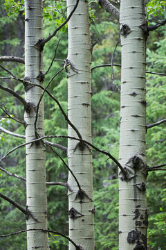 Birch Tree Forest Vector