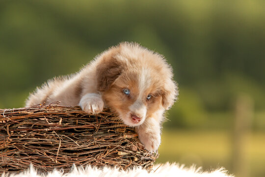 รูปภาพ"Petit – เลือกดูภาพถ่ายสต็อก เวกเตอร์ และวิดีโอ106,858 | Adobe Stock