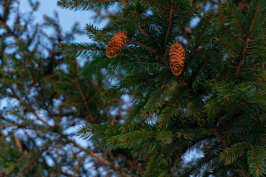 Pinopsida bilder – Bläddra bland 2,035 stockfoton, vektorer och videor ...