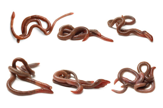 「Anguine」の写真素材 | 975件の無料イラスト画像 | Adobe Stock