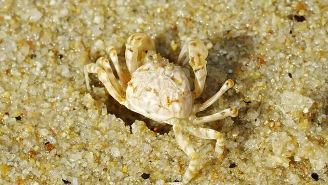 "Sand Bubbler Crab" Images – Browse 282 Stock Photos, Vectors, and Video | Adobe Stock
