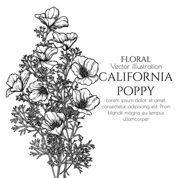 California Poppy Drawing Images – Browse 3,622 Stock Photos, Vectors ...