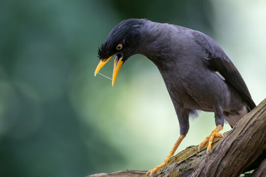 "Javan Myna" Images – Browse 437 Stock Photos, Vectors, and Video ...