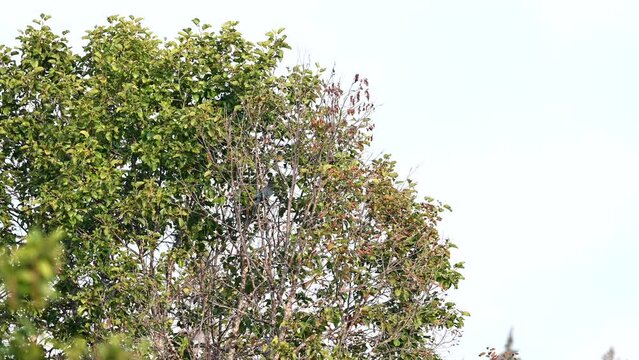 "Stellar Jay" Images – Browse 1,413 Stock Photos, Vectors, and Video ...