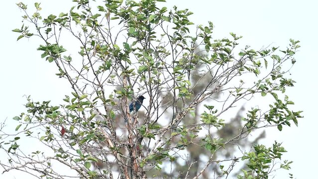 "Stellar Jay" Images – Browse 1,440 Stock Photos, Vectors, and Video ...