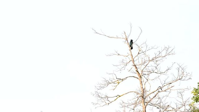 "Stellar Jay" Images – Browse 1,413 Stock Photos, Vectors, and Video ...