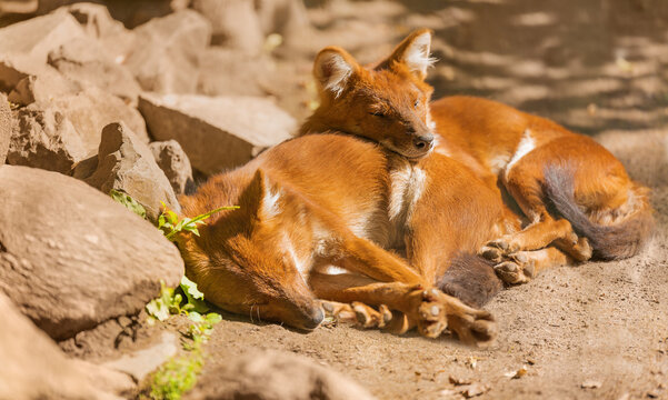 "Ussuri Dhole" Bilder – Durchsuchen 365 Archivfotos, Vektorgrafiken und ...