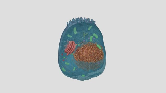 "Multicellular Organisms" Images – Browse 271 Stock Photos, Vectors ...