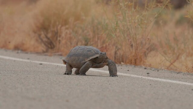 "Road Kill"-Bilder: Stock-Fotos & -Videos. | Adobe Stock