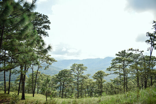 รูปภาพAfforest – เลือกดูภาพถ่ายสต็อก เวกเตอร์ และวิดีโอ40,939 | Adobe Stock