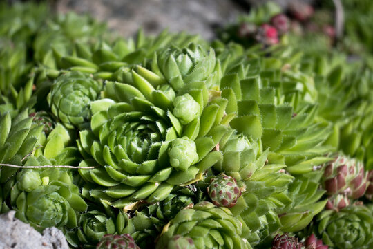 「Ekosystem」の写真素材 | 2,219件の無料イラスト画像 | Adobe Stock