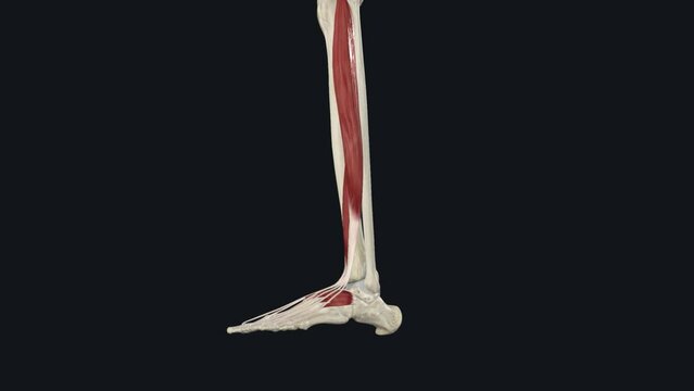 Extensor Digitorum Longus Model