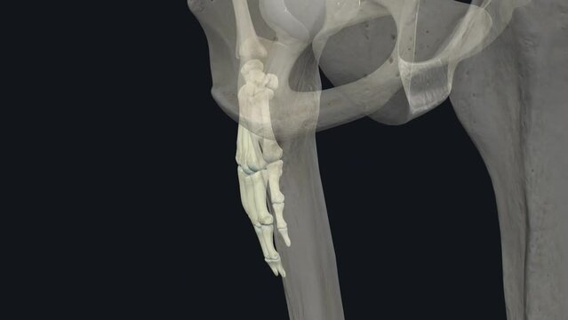 รูปภาพAppendage – เลือกดูภาพถ่ายสต็อก เวกเตอร์ และวิดีโอ11,613 | Adobe ...