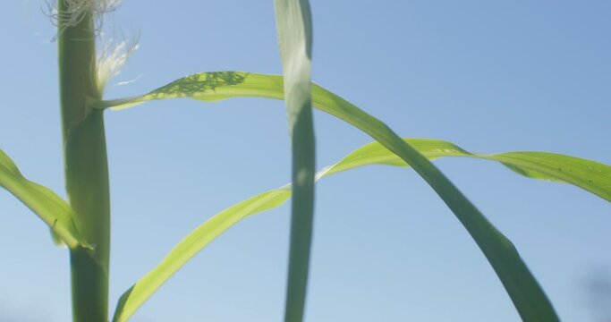 "Corn Stalk" Images – Browse 7,333 Stock Photos, Vectors, and Video ...