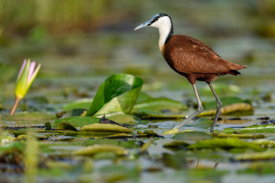 "African Jacana" Images – Browse 1,096 Stock Photos, Vectors, and Video ...