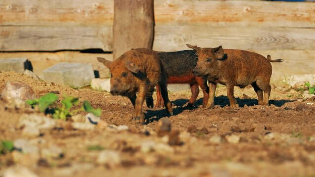 Bakony Images – Browse 745 Stock Photos, Vectors, and Video | Adobe Stock