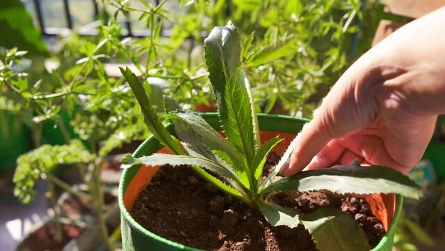 Culantro Images – Browse 1,248 Stock Photos, Vectors, and Video | Adobe ...