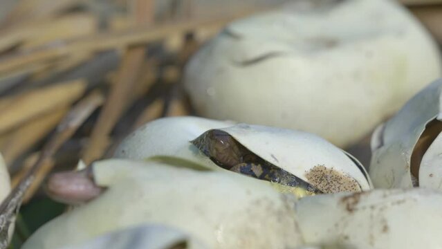 "Malayopython Reticulatus" Images – Browse 169 Stock Photos, Vectors ...