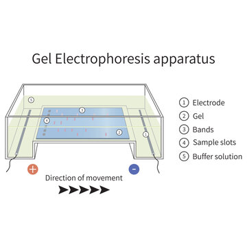 Electrophoresis Diagram