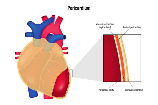 Parietal Pericardium