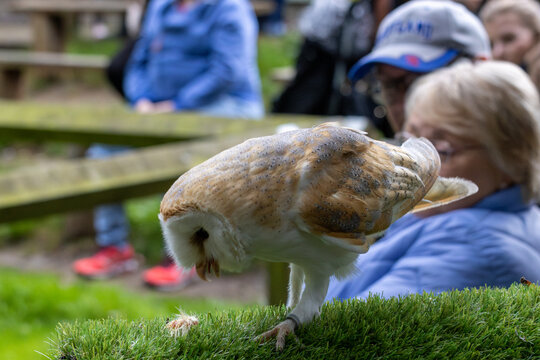 Owel Images – Browse 167 Stock Photos, Vectors, and Video | Adobe Stock