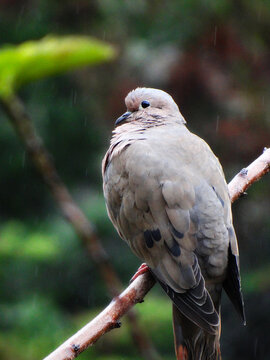 Torcaza Bilder – Durchsuchen 74 Archivfotos, Vektorgrafiken und Videos ...