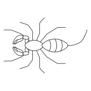 Vinegaroon Images – Browse 358 Stock Photos, Vectors, and Video | Adobe ...