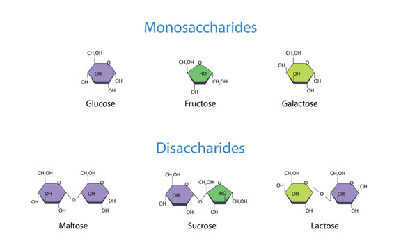 Monosaccharide Diagram