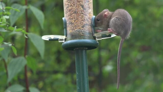 "Sewer Rat" Images – Browse 11,237 Stock Photos, Vectors, and Video ...