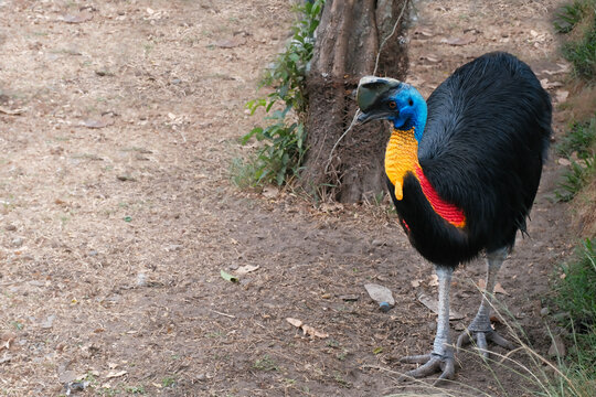 Kasuari Images – Browse 50 Stock Photos, Vectors, and Video | Adobe Stock