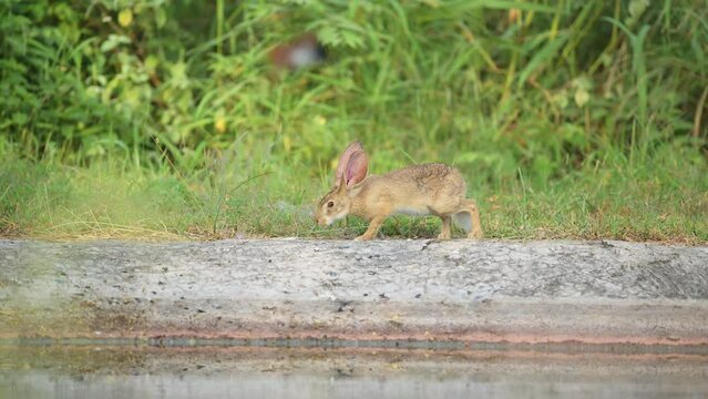 "Indian Hare" Imagens – Procure 126 fotos, vetores e vídeos | Adobe Stock