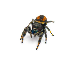 20+ Free cute animated spider images Pictures
