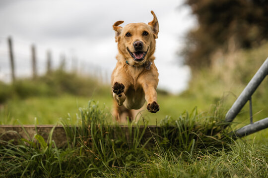 Labrador Jumping Images – Browse 18,558 Stock Photos, Vectors, and ...