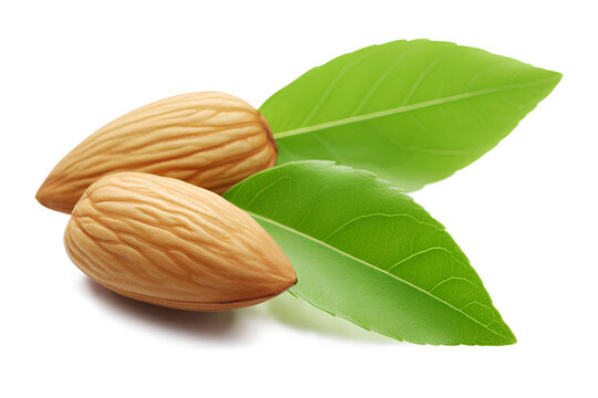 Almond Leaf Vector