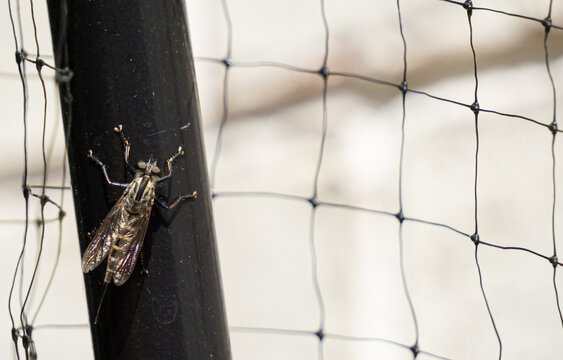 "Robber Flies" Images – Browse 5,346 Stock Photos, Vectors, and Video ...