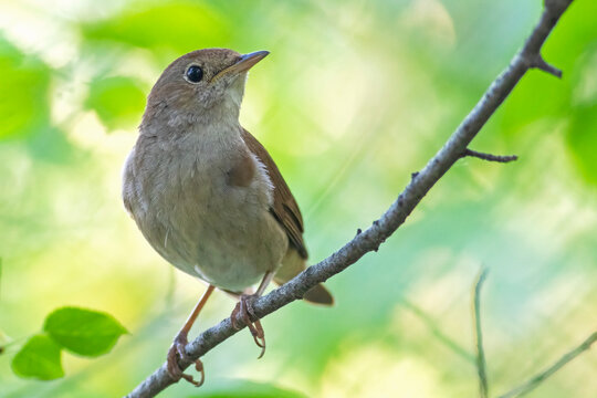 "Common Nightingale" Images – Browse 7,047 Stock Photos, Vectors, and ...