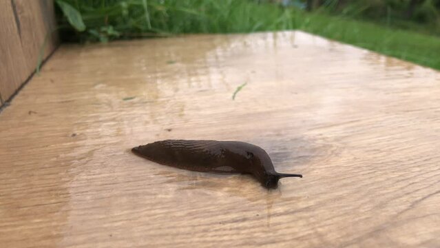 "Brown Slug" Images – Browse 87 Stock Photos, Vectors, and Video ...