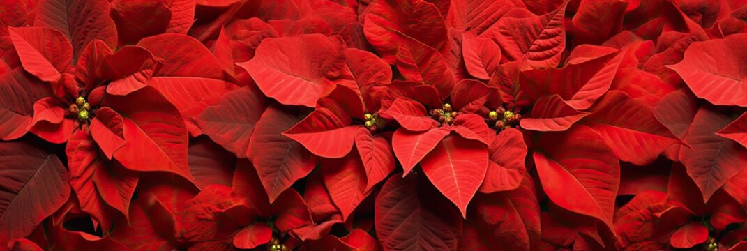 Julblommor bilder – Bläddra bland 187,938 stockfoton, vektorer och ...