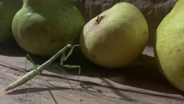 Amantis Images – Browse 61 Stock Photos, Vectors, and Video | Adobe Stock