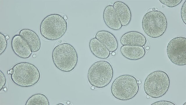 Germinal Images – Browse 1,701 Stock Photos, Vectors, and Video | Adobe ...