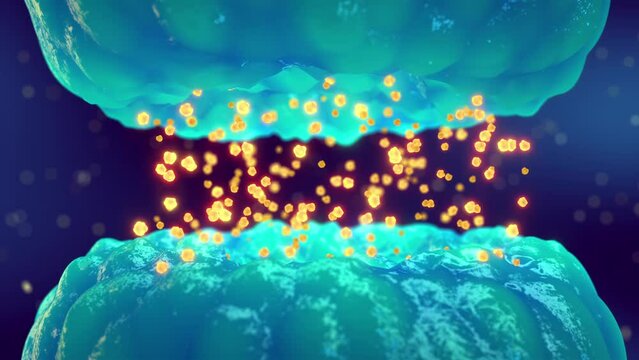 Synaptic Transmission Animation