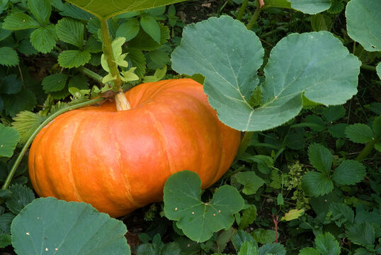 "Cucurbita Maxima" Images – Browse 10,250 Stock Photos, Vectors, and ...