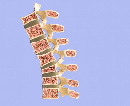 "Spine Model" Images – Browse 386 Stock Photos, Vectors, and Video ...